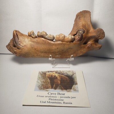 Extinct Fossil Juvenile Cave Bear Jaw Ice Age Pleistocene over 11,000 years old | eBay