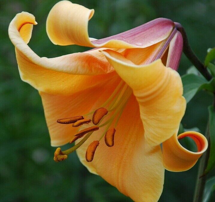 AFRICAN QUEEN TRUMPET LILY FLOWER BULBS HARDY 4-6 FT. TALL GIANT ...