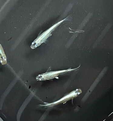 Blue Miyuki Medaka Rice Fish Eggs 15+ | eBay