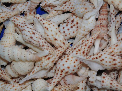 1/2 POUND OF 1-1/2 to 2-1/2" PHILIPPINE TURRIS SEA SHELLS, BEACH DECOR ...