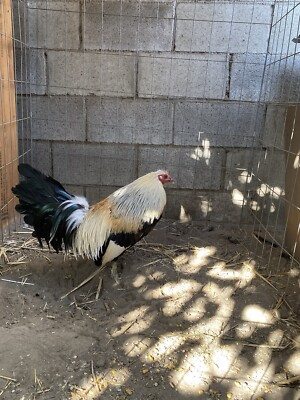 Livestock Supplies - Gamefowl