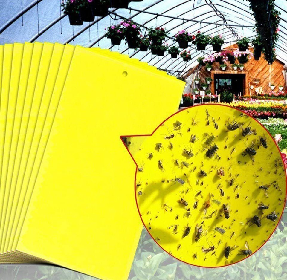 20x Strong Sticky Fly Traps Fruit Flies Insect Catcher for Indoor ...