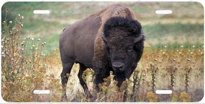 Bison Buffalo Grazing License Plate Auto car Bike Motorcycle Wall Sign ...