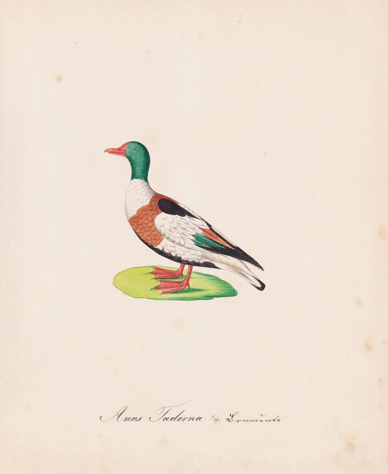Brandgans Shelduck Duck Ducks Watercolor Drawing 1840 | eBay