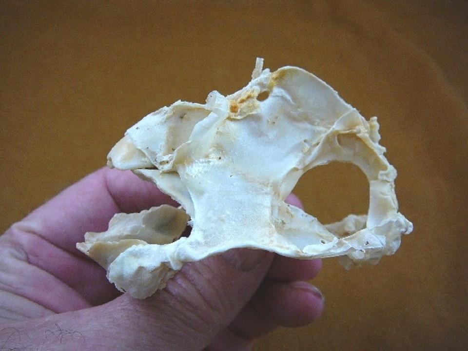 (SJ277-5) 2-3/4" Humphead Parrot fish Bumphead parrotfish jaw tooth ...