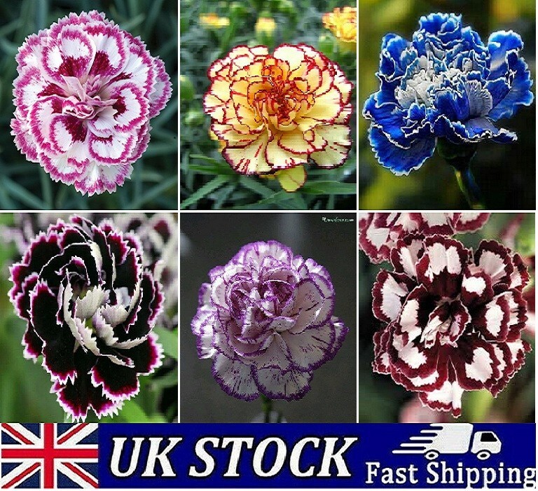 Selection of 100 Carnation Flower Seeds Dianthus Bicolored Perennial ...