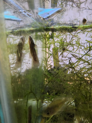 Tadpole Madtom Catfish | eBay