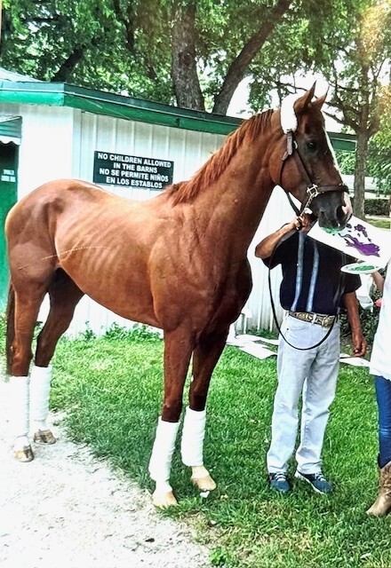 Moneigh print painted by CaliforniaChrome autographed by Art Sherman, V ...