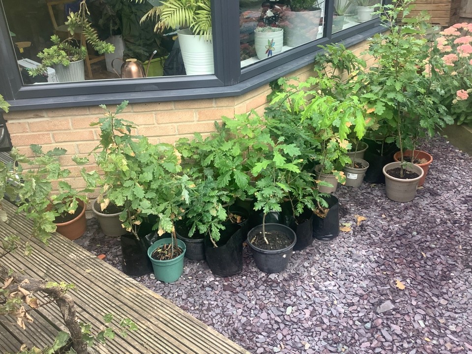English OAK TREE saplings 4 Year old, mixture Quercus Robur and Sessile ...