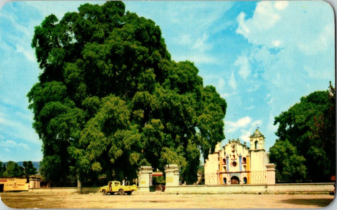 Vintage Postcard El Arbol del Tule Oaxaca Mexico The Tule Tree by ...