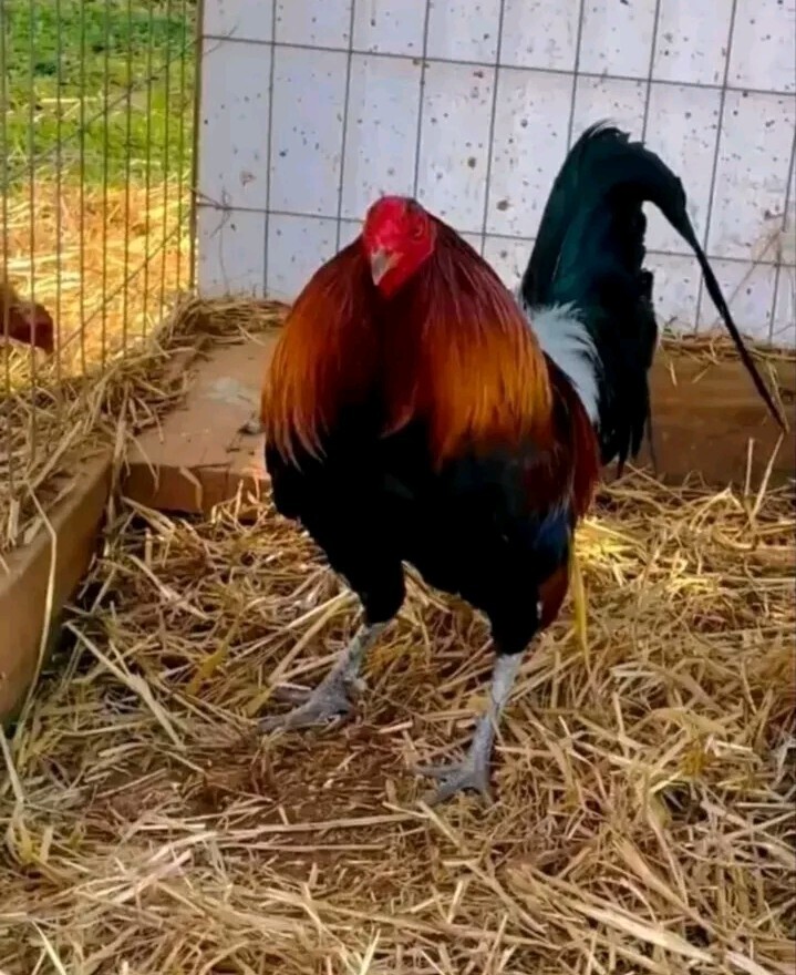 12 PURE JD PERRY BLUE FACE HATCH CHICKEN HATCHING EGGS EGG BLUEFACE | eBay