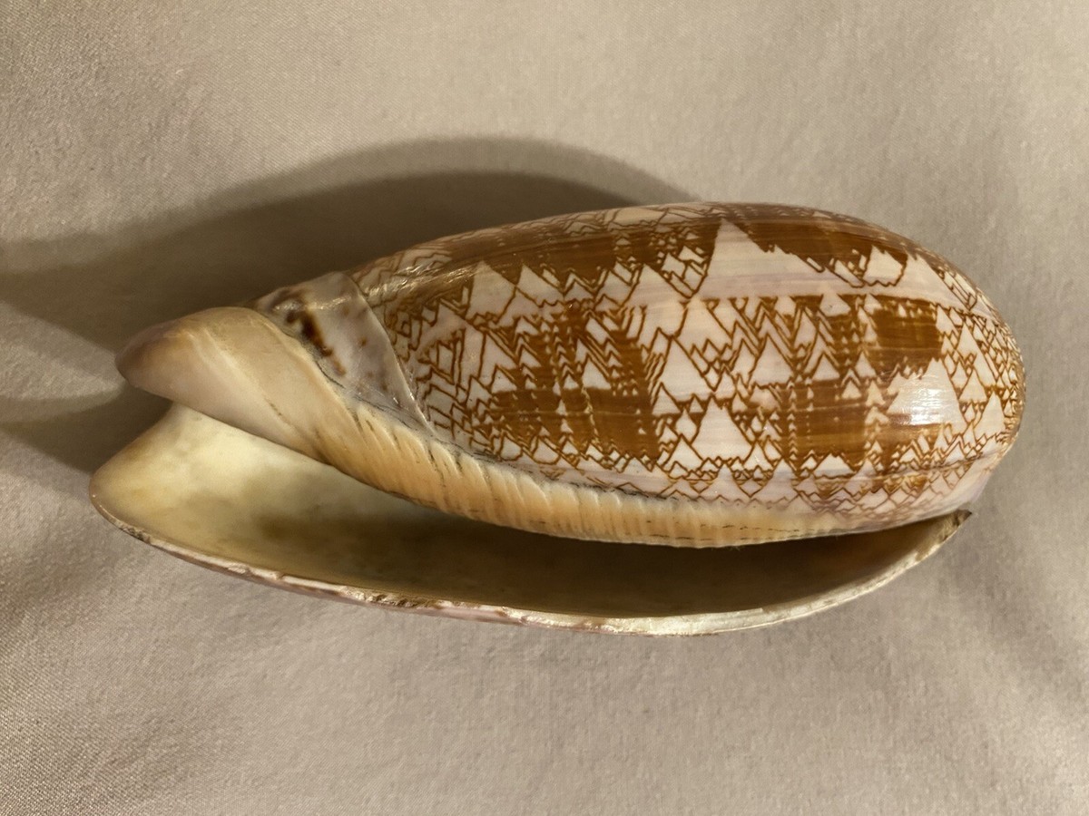 Tent Olive Shell Sky Loft Truck Top Tent – RA Motorsports Canada