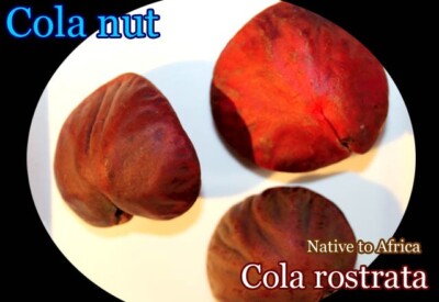 ~Achicha~ Cola rostrata K.Schum. Califlorous Fruit Tree Plant | eBay