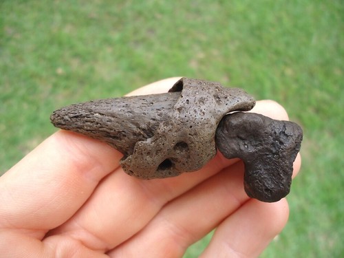 SLOTH CLAW CORE W/ MATCHING TOE BONES FLORIDA FOSSILS EXTINCT ICE AGE ...
