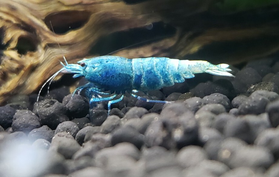Home-Bred Blue Bolt Caridina Crystal Bee Shrimp (12+2) S-SSS Grade | eBay
