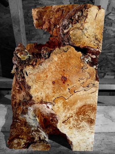 XL WICKED FIGURED CURLY Red Maple Burl wood SLAB, EPOXYD WOOD, Curly ...