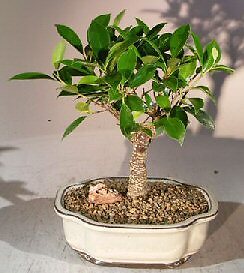 Ficus Bonsai Tree Live Retusa Medium Indoor Trained Potted Houseplant ...
