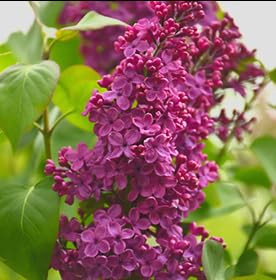 Red Pixie Lilac – Fragrant Reblooming - 1 Year Plant | eBay