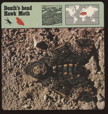 Death's Head Hawk Moth Safari Cards Rencontre Insects | eBay