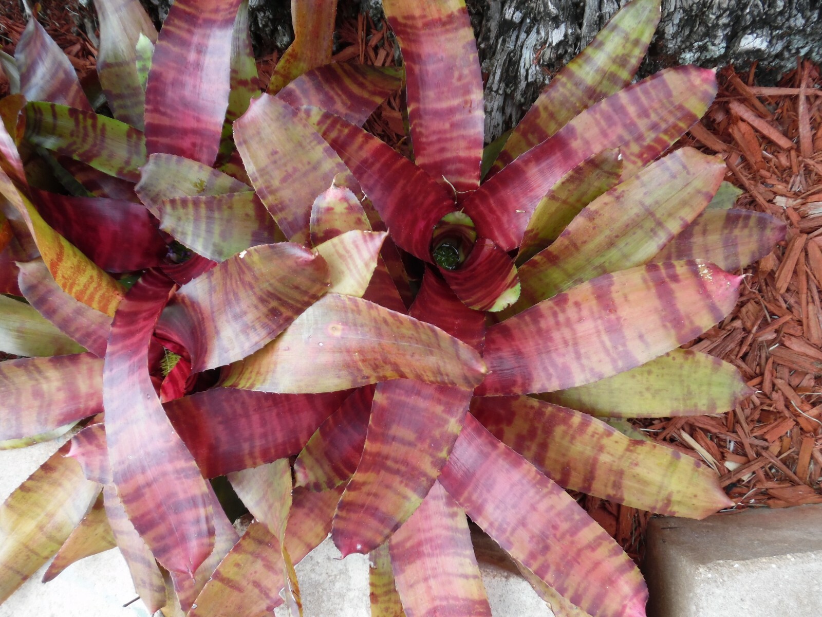 Neoregelia BLUSHING TIGER Bromeliad one tropical plant *MEDIUM* | eBay