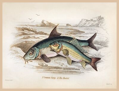 8642.Decoration Poster.Home Room wall art design.Fishing.Carp The ...