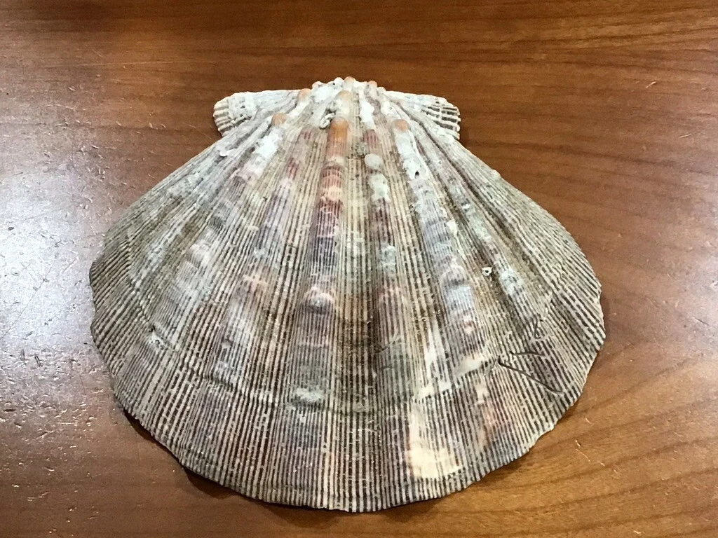 Queen Scallop