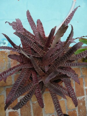 Cryptanthus PHEASANT TAIL Bromeliad one tropical plant *MEDIUM* | eBay