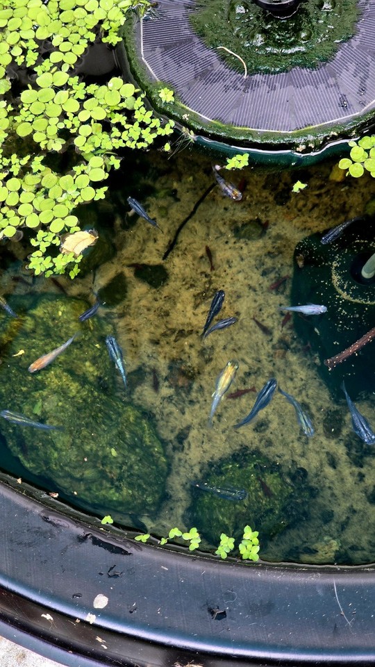 Blue Sparkle Medaka Rice Fish (6) | eBay