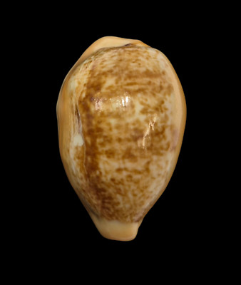 Shell CYPRAEA LANGFORDI Japan 48,3 mm # FREAK FORM | eBay