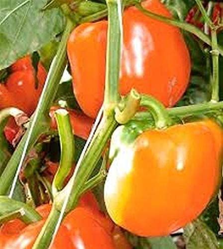 Corona Orange Bell Pepper Seeds (25+ Seeds) | eBay