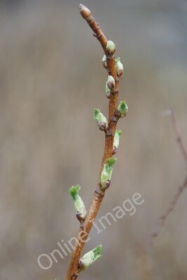 Photo 6x4 Raspberry buds, Norwick Kirkaton Raspberry canes grow wild in ...