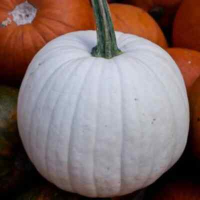 Pumpkin HALLOWEEN PACK- Pumpkin Seeds-4 SCARY VARIETIES-Min 20 SEEDS ...