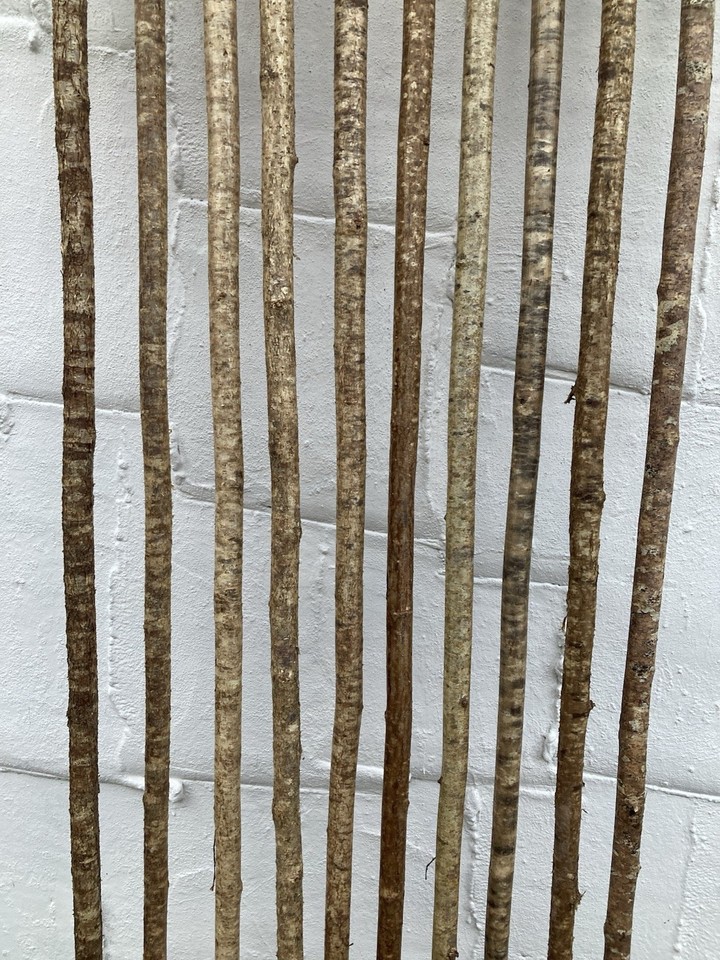 Hazel Walking Stick Shanks | eBay UK