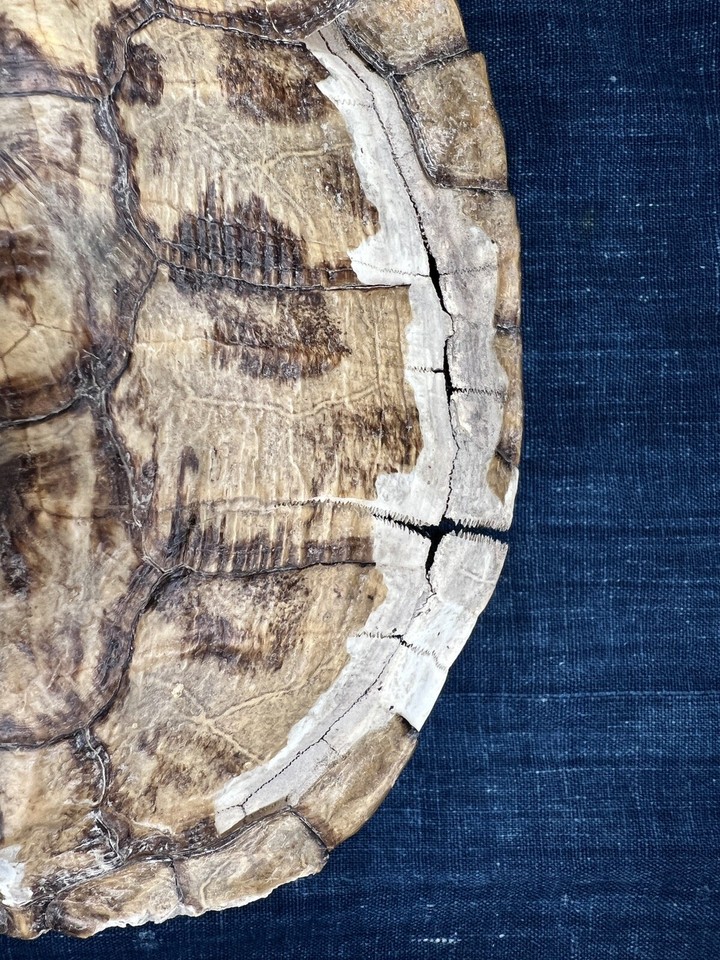 Vintage Turtle Shell | eBay