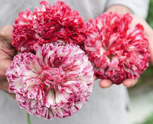 Poppy - Peony Flemish Antique (Papaver paeoniflorum) 200 Seeds | eBay ...