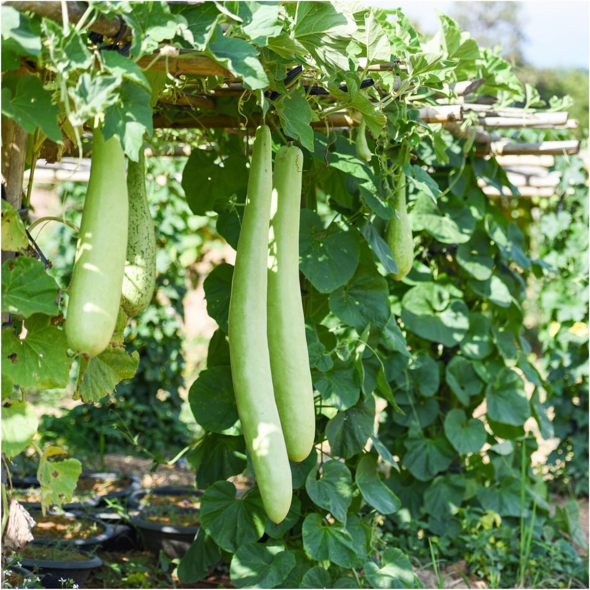 Fíniúna Gourd Jonahs