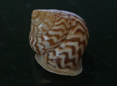 Papuina admiralitatis 27.1 mm F+++/GEM "Fantastic zebra pattern Landsnail WOW | eBay