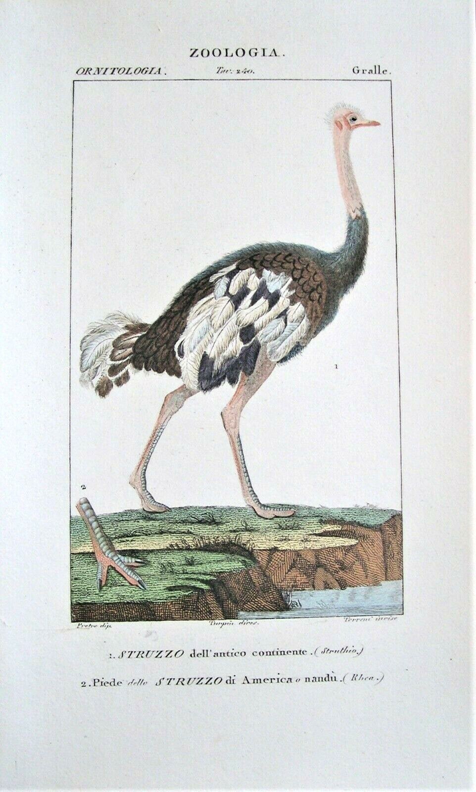 Turpin Original Antique Bird Print; Hand Colored Engraving: Florence ...