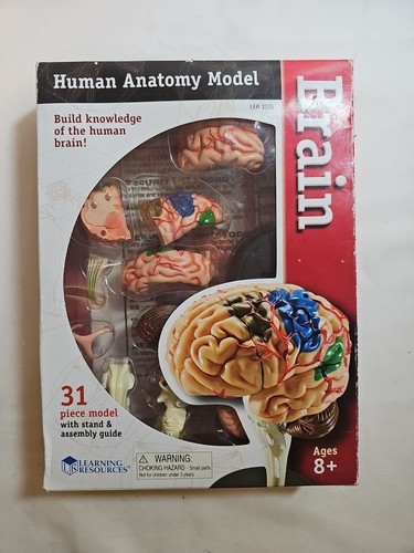 Learning Resources Brain Anatomy Realistic Model. New In Box. Fast Shipping. | eBay