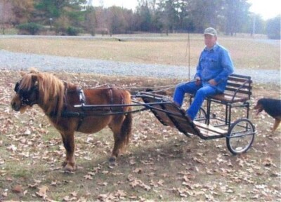New Leather A Size MINI Miniature Driving Horse Harness Red Trim ...