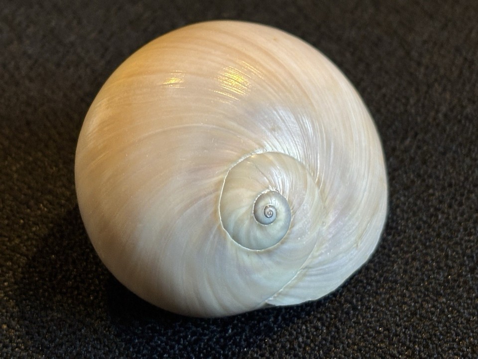 Shark Eye Moon Shell (Neverita duplicata) Gulf of Mexico, FL | eBay UK