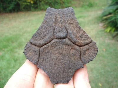 TOP QUALITY TURTLE NUCHAL SCUTE FLORIDA FOSSILS ICE AGE EXTINCT SHELL ...