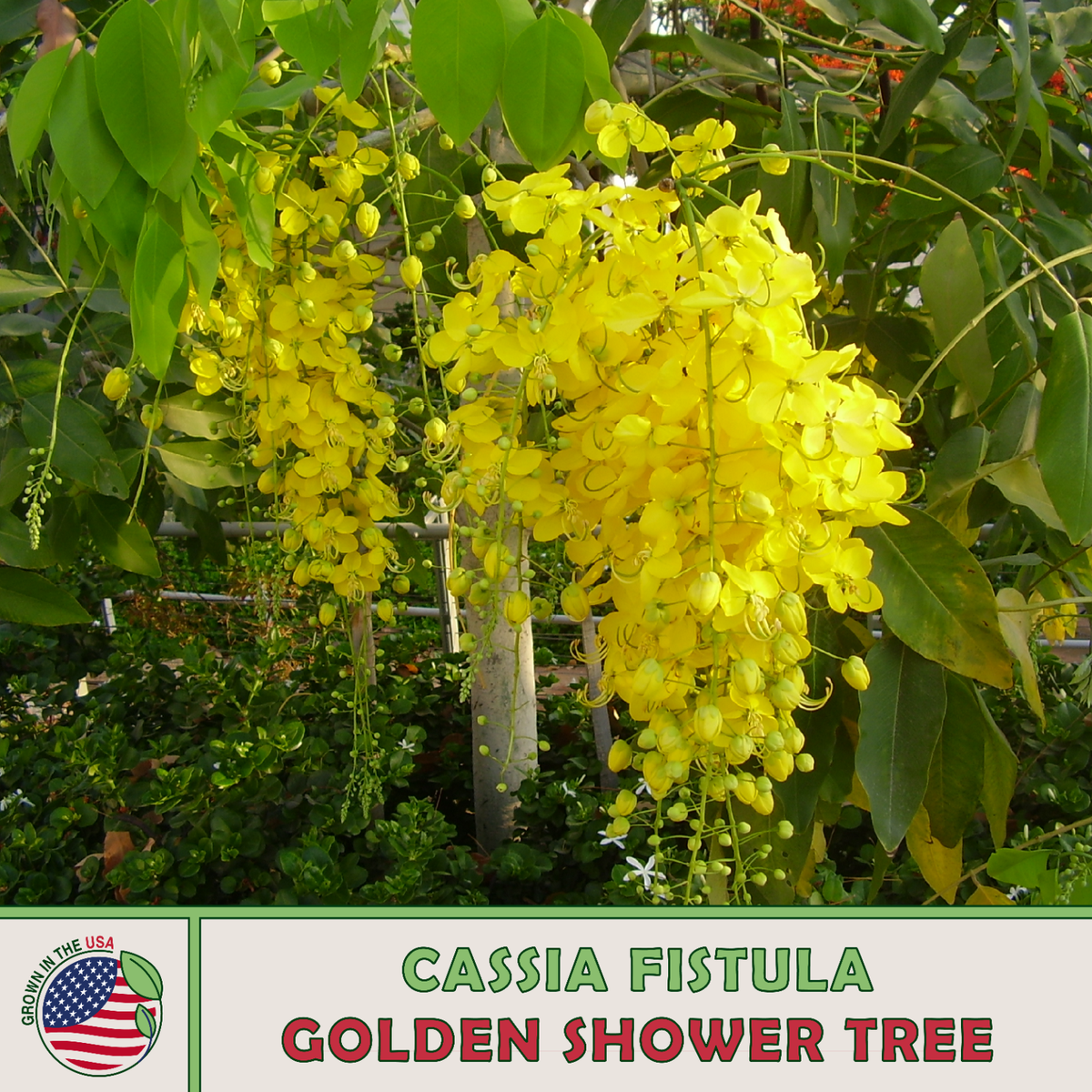 Cassia Fistula Tattoos Flower Golden Shower Tree Stock Illustrations