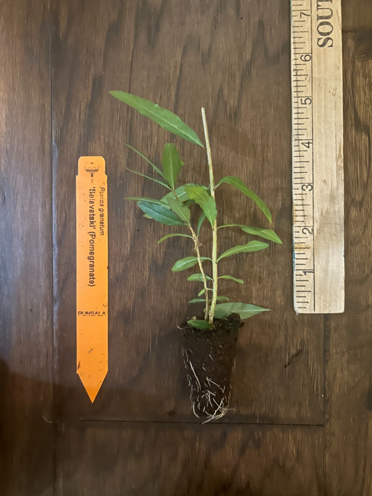 Salavatski Pomegranate (Punica granatum) 1 TC Plant Plug -3-6 in-Edible ...