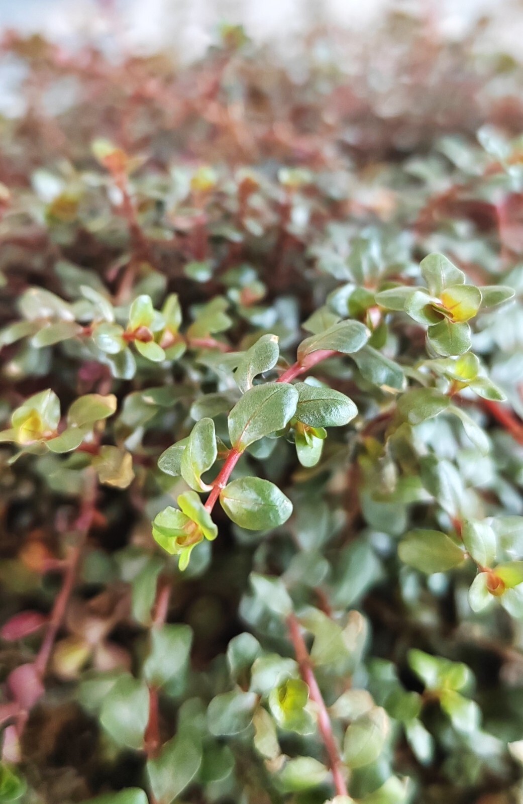 Floratica 12 x Rotala Indica Live Aquarium Plants Tropical Fish Tank ...