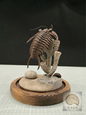 1/1 Trilobite Scene Fossil Model Arthropod Animal Decor Trilobita ...
