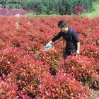 Brushless One Hand Electric Hedge Machine Rechargeable Portable Curved ...