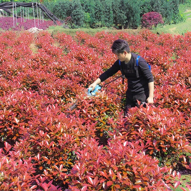 Brushless One Hand Electric Hedge Machine Rechargeable Portable Curved ...