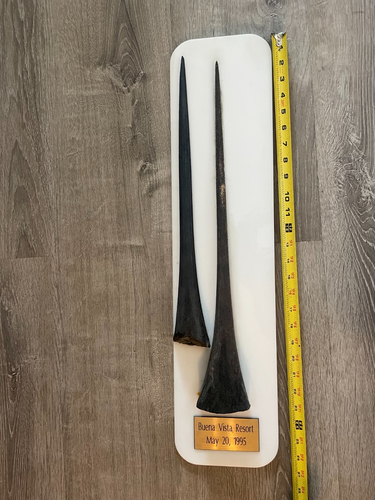 Two Taxidermy Marine Life Authentic Sword Sail Fish Bill Bone Taxidermy ...