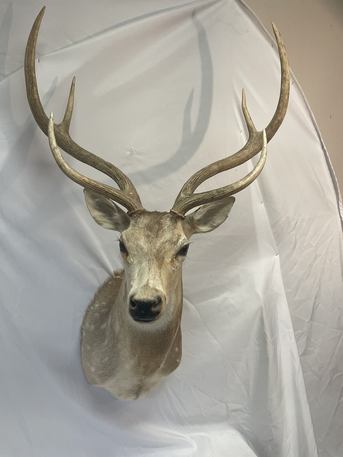 Exotic Axis Deer Head Shoulder Mount Taxidermy Whitetail Antler Mule ...